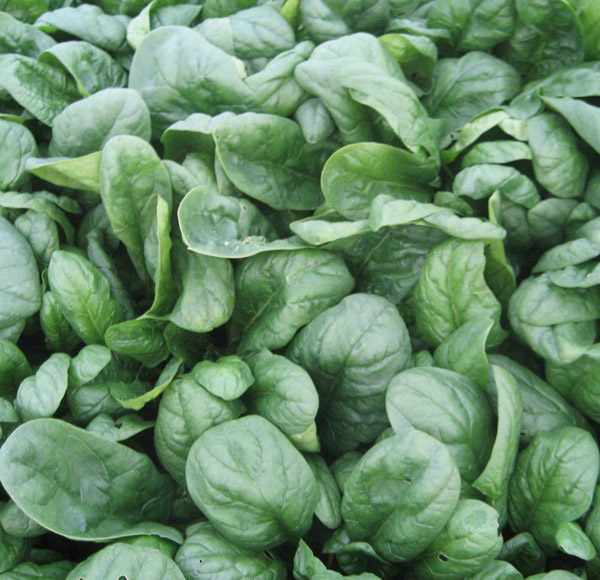 špinača muska | seminaposebnaponudba