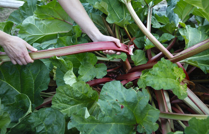 rabarabara | seminaposebnaponudba