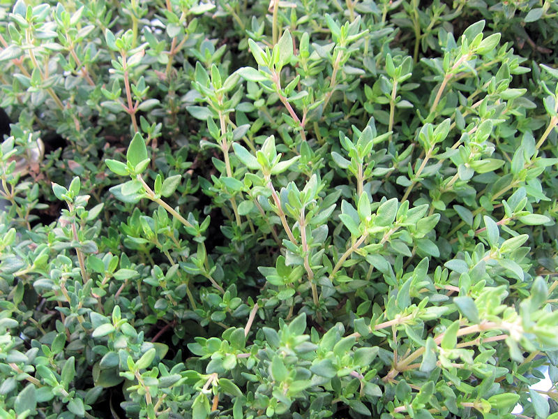 timijan | seminaposebnaponudba