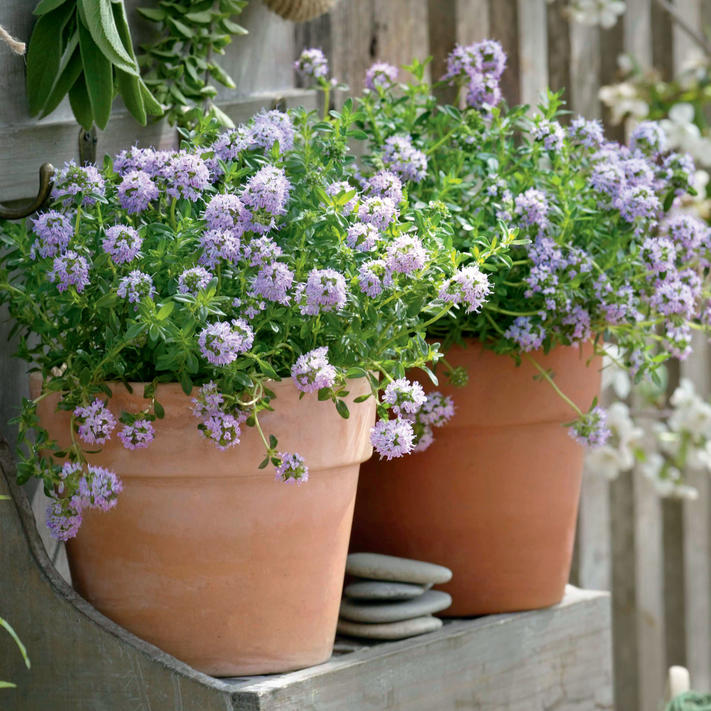 timijan | seminaposebnaponudba