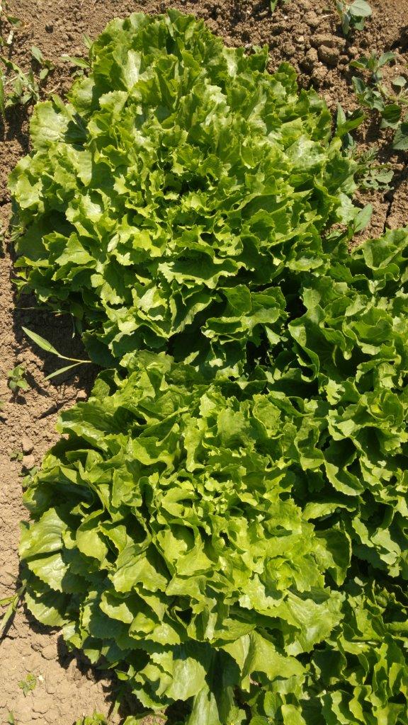 endivija brillantes | seminaposebnaponudba