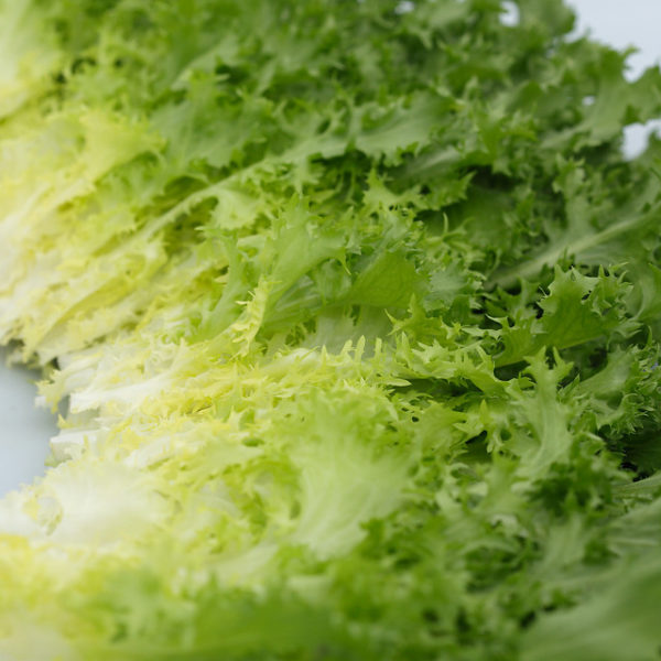 endivija PANDIE | seminaposebnaponudba