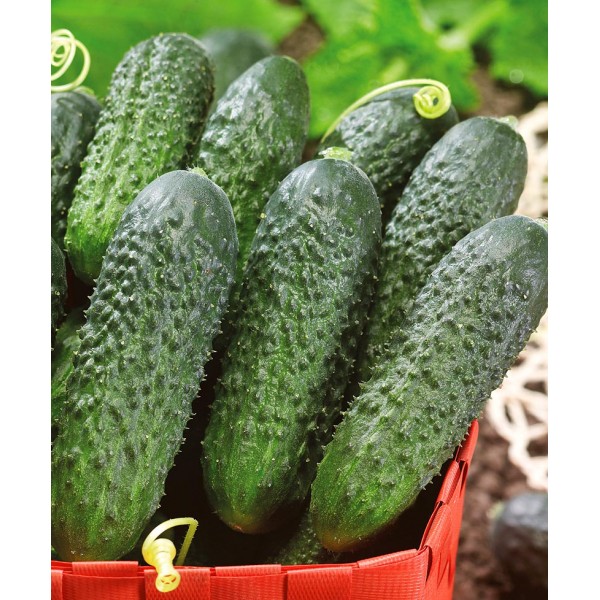 solatna kumara epsilon | seminaposebnaponudba