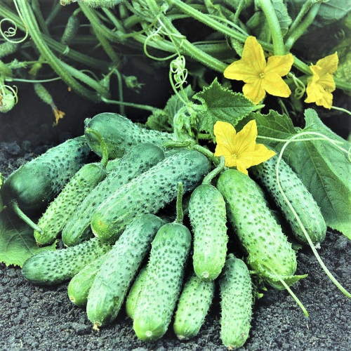 solatna kumara epsilon | seminaposebnaponudba