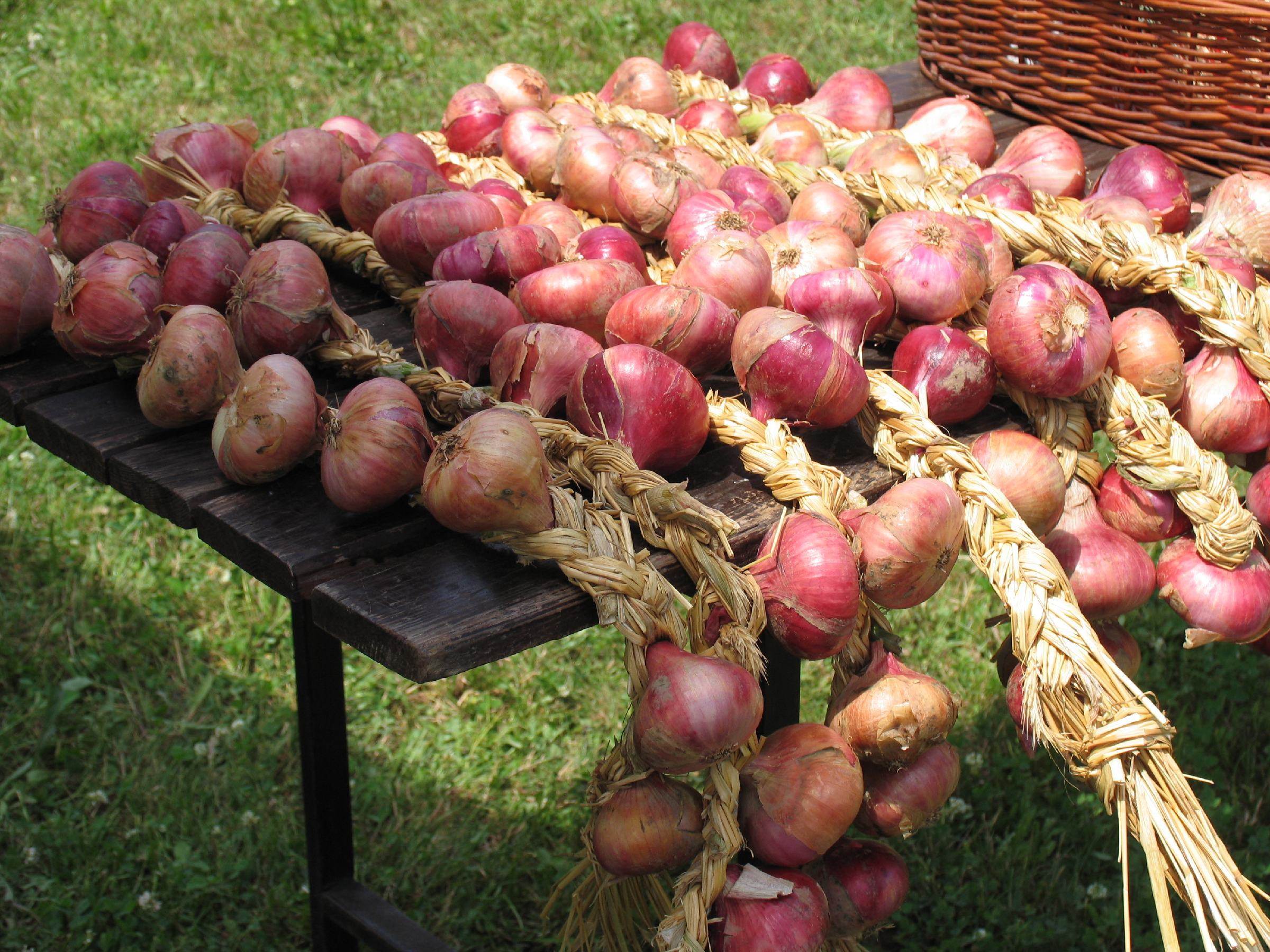 čebula bosko | seminaposebnaponudba