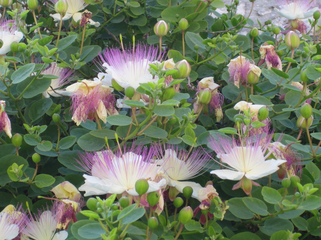 Kapre na domačem balkonu? | semina