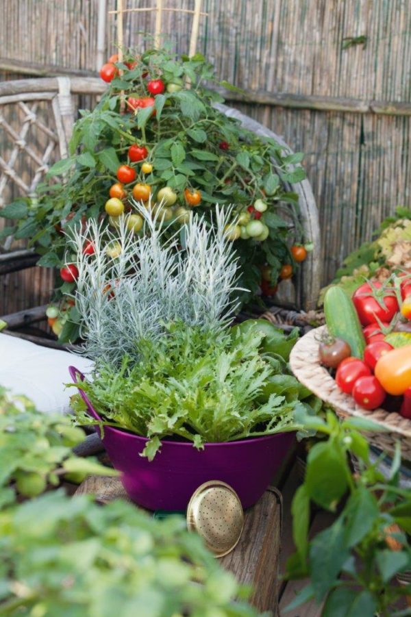 zelenjava na terasi | semina