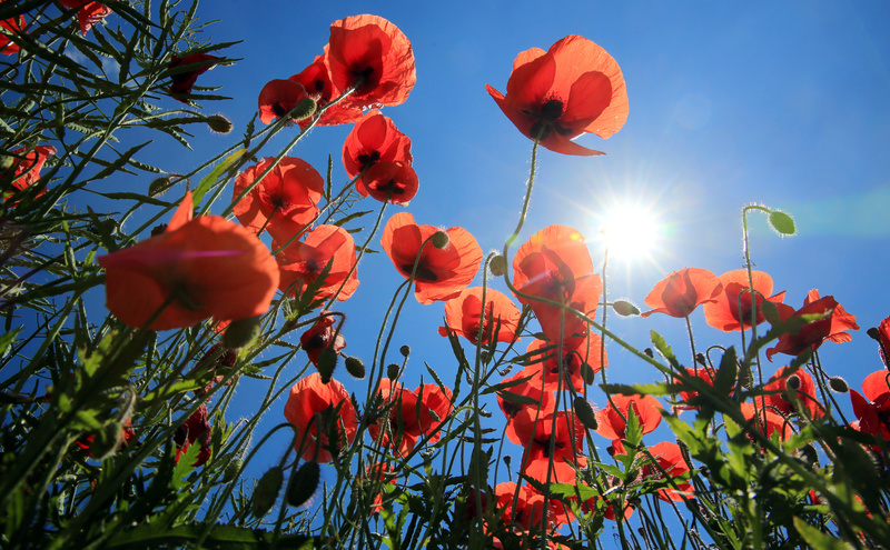 Ognjič Kblouna, mešanica | semina