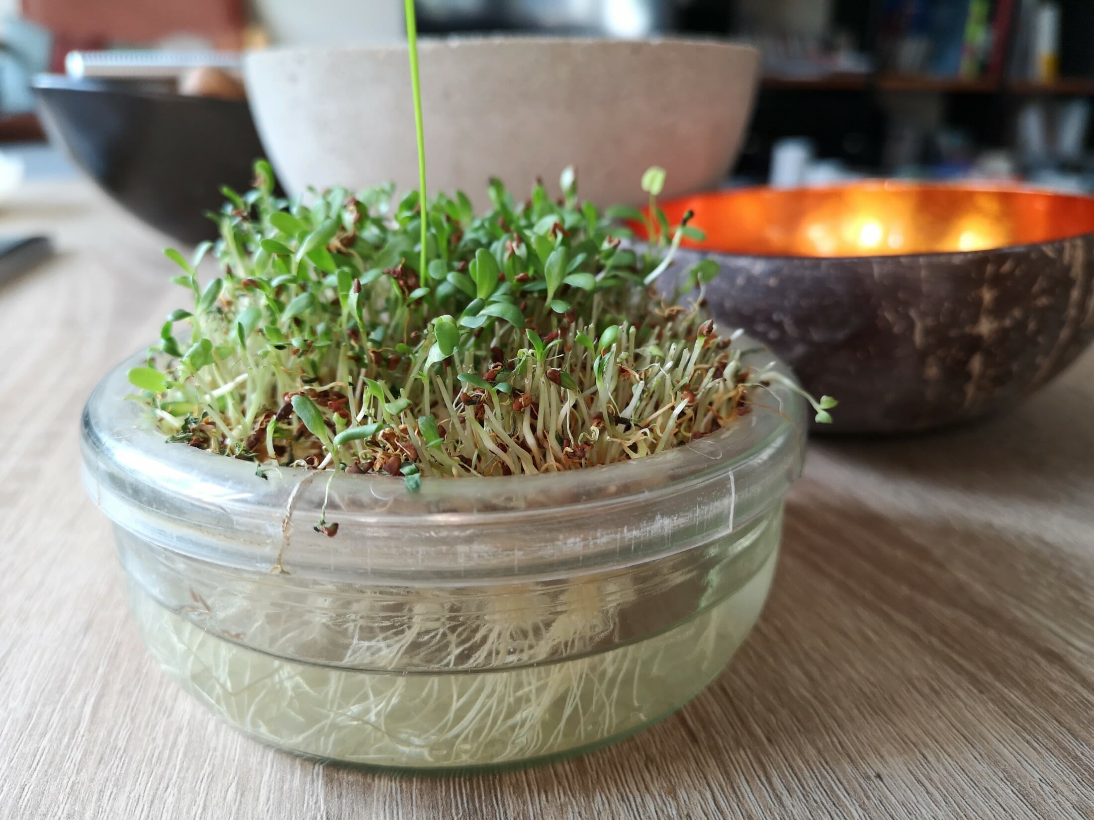 KALČKI ZA ZDRAVO ŽIVLJENJE | semina