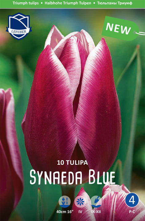 Tulipan Synaeda Blue (10) | semina