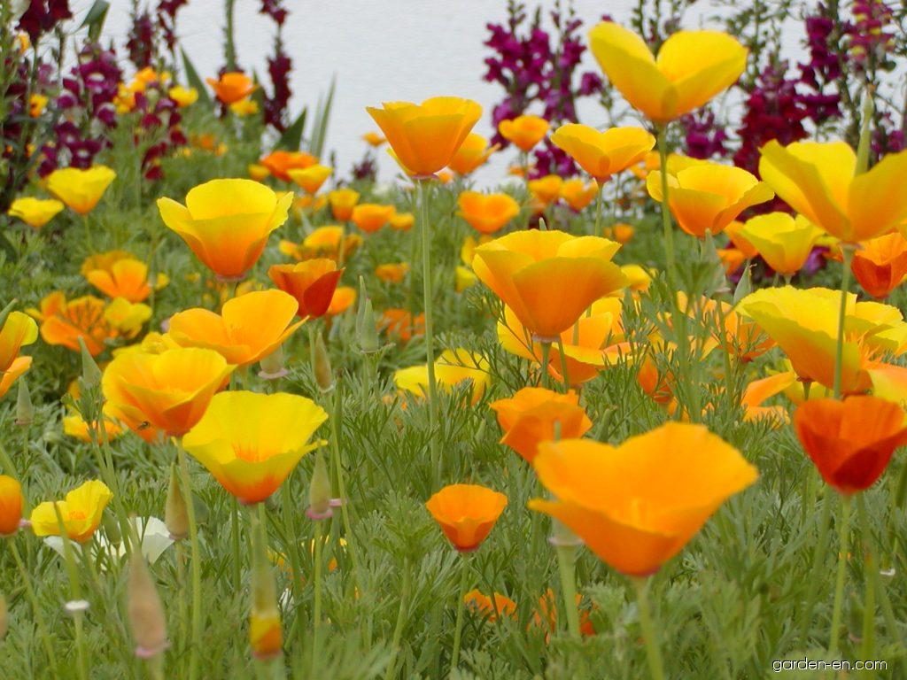 Kalifornijski mak | semina