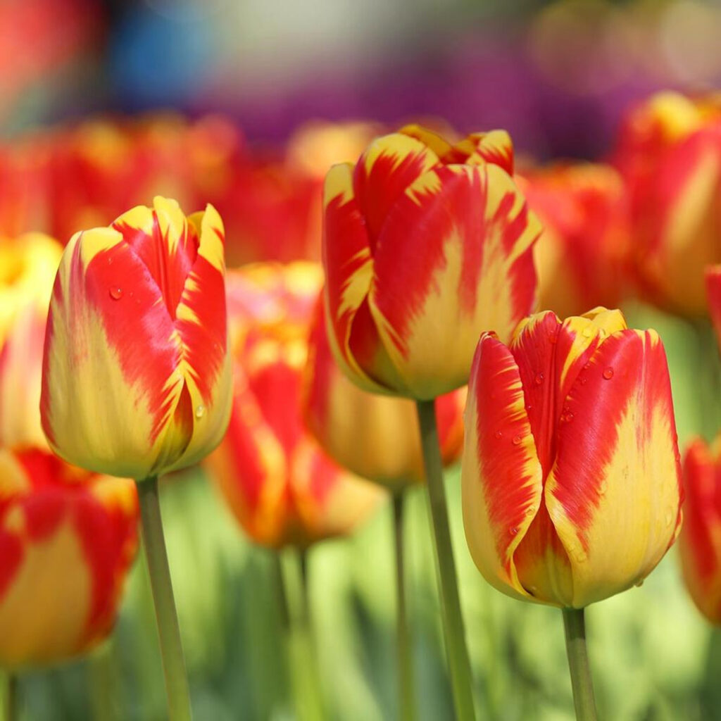 Tulipan Banja Luka (10) | semina