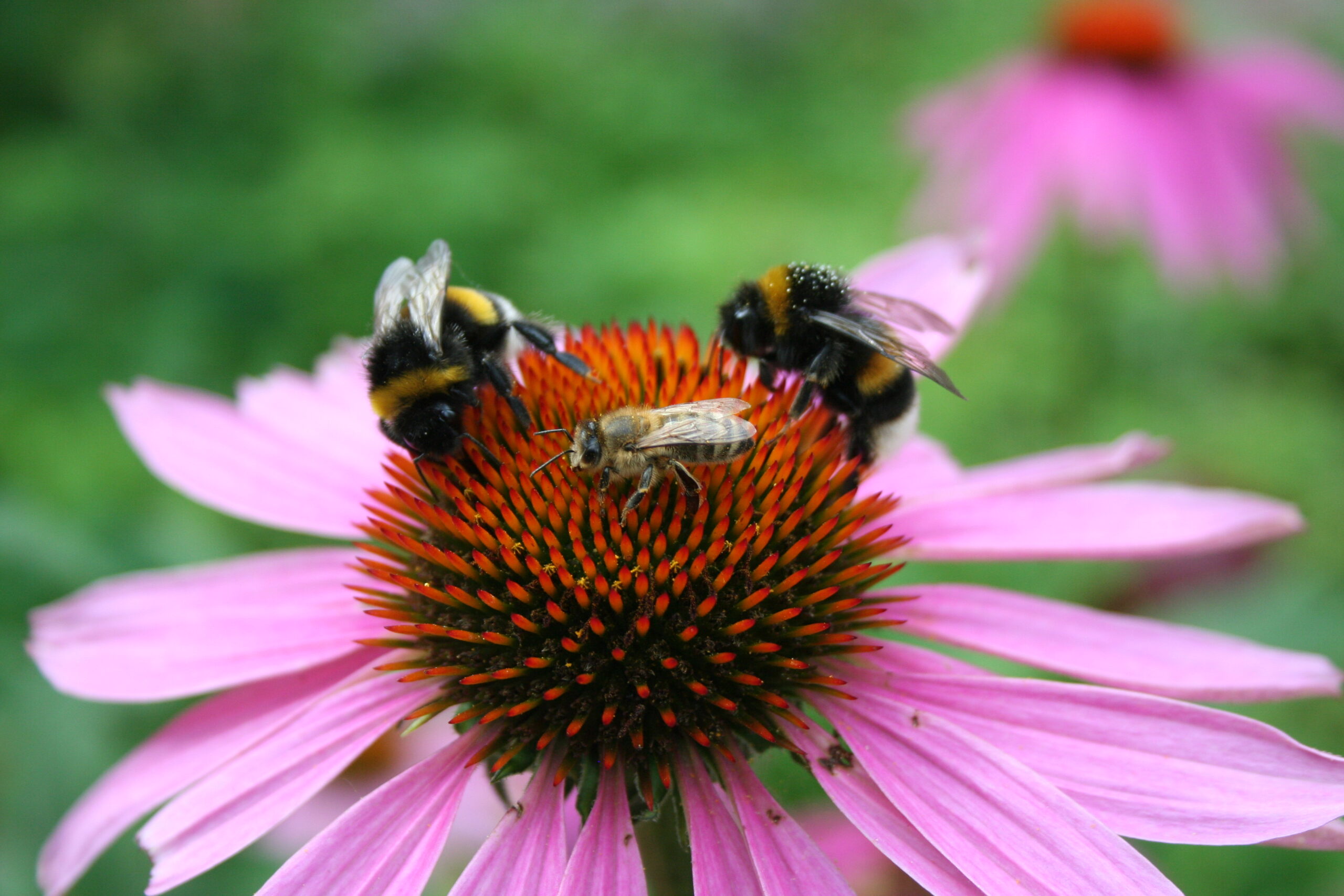 Ameriški slamnik (Echinacea) | semina