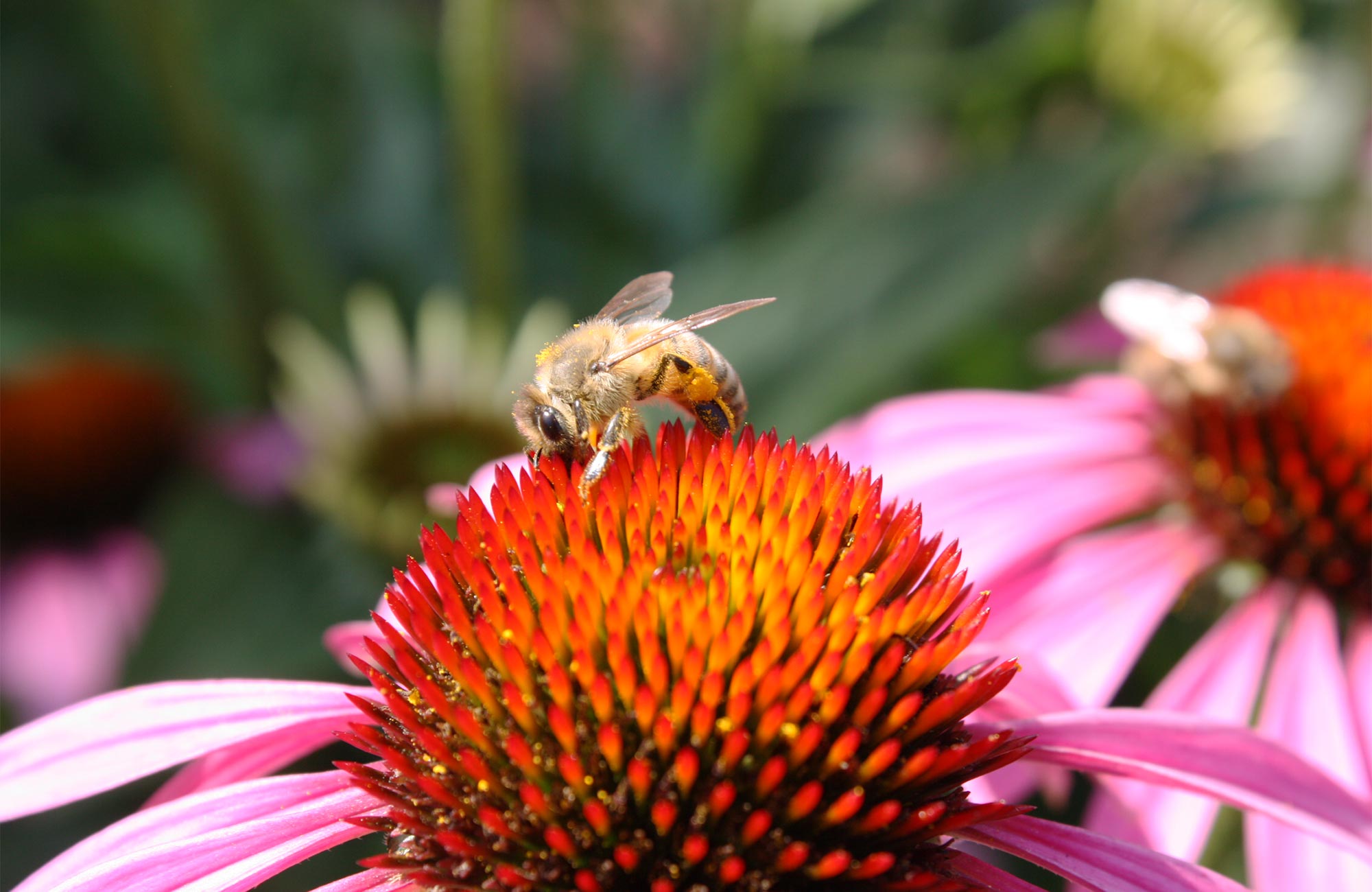Ameriški slamnik (Echinacea) | semina