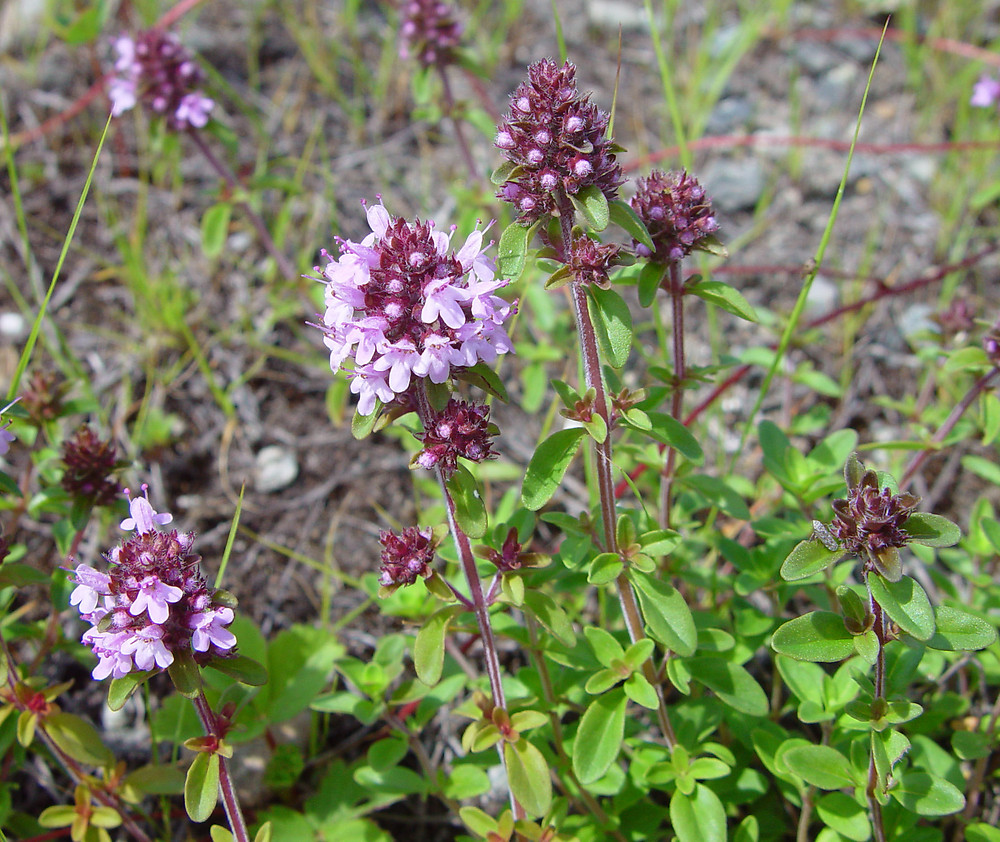 Polajeva materina dušica, divji timijan (Thymus pulegoides) | semina