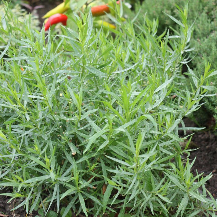 Pehtran (Artemisia dracunculus) | semina